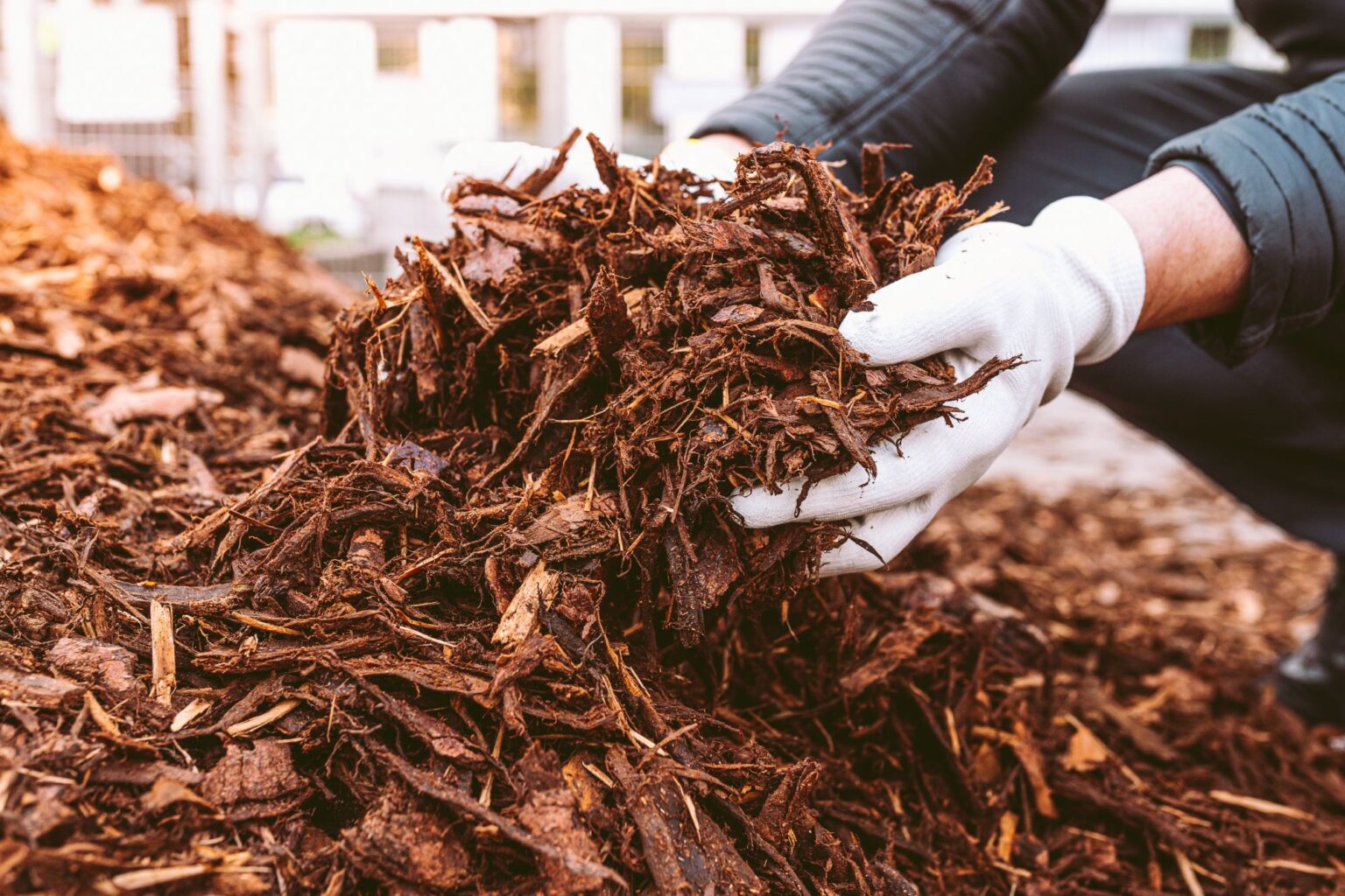 Asbestos contaminated mulch at a retail site case study